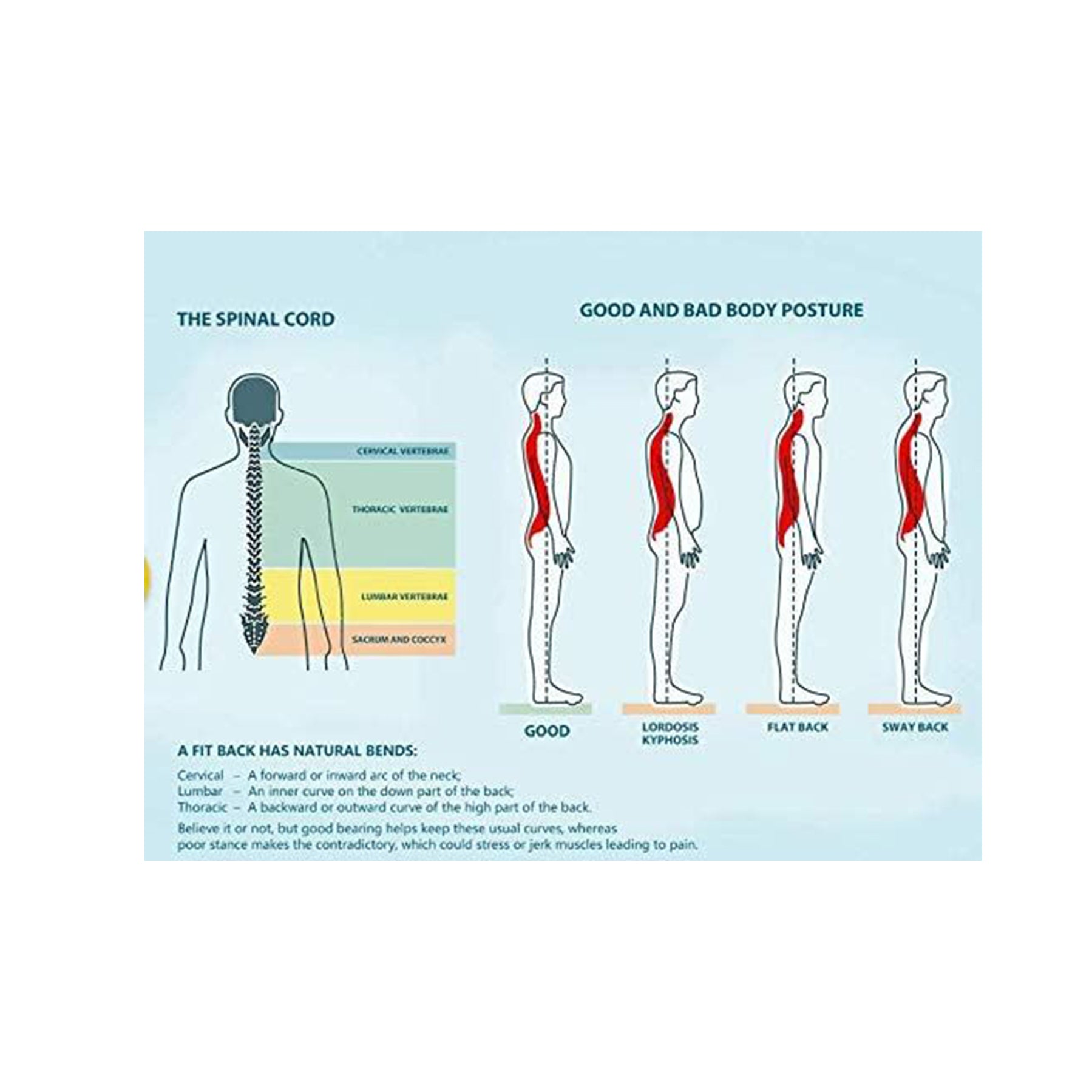 Medical Lumbosacral Orthosis Back Brace L0631 - Ultimate Spine Support ...