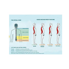 Medical Lumbosacral Orthosis Back Brace L0631 - Ultimate Spine Support ...